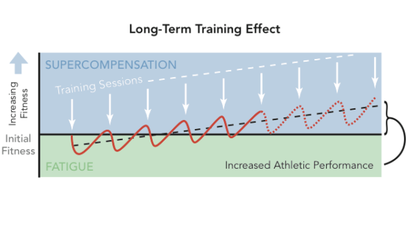 Meer trainen = beter herstellen – De wet van supercompensatie vs ...
